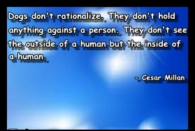 Cesar Millan Quotes. QuotesGram