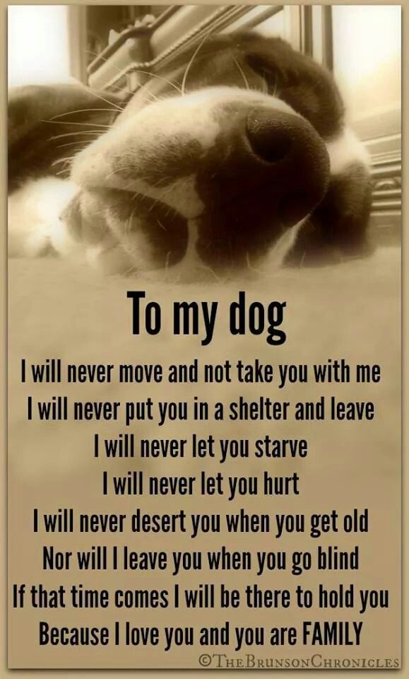 Quotes About Dogs And Owners QuotesGram Quotes About Dogs And Owners QuotesGram