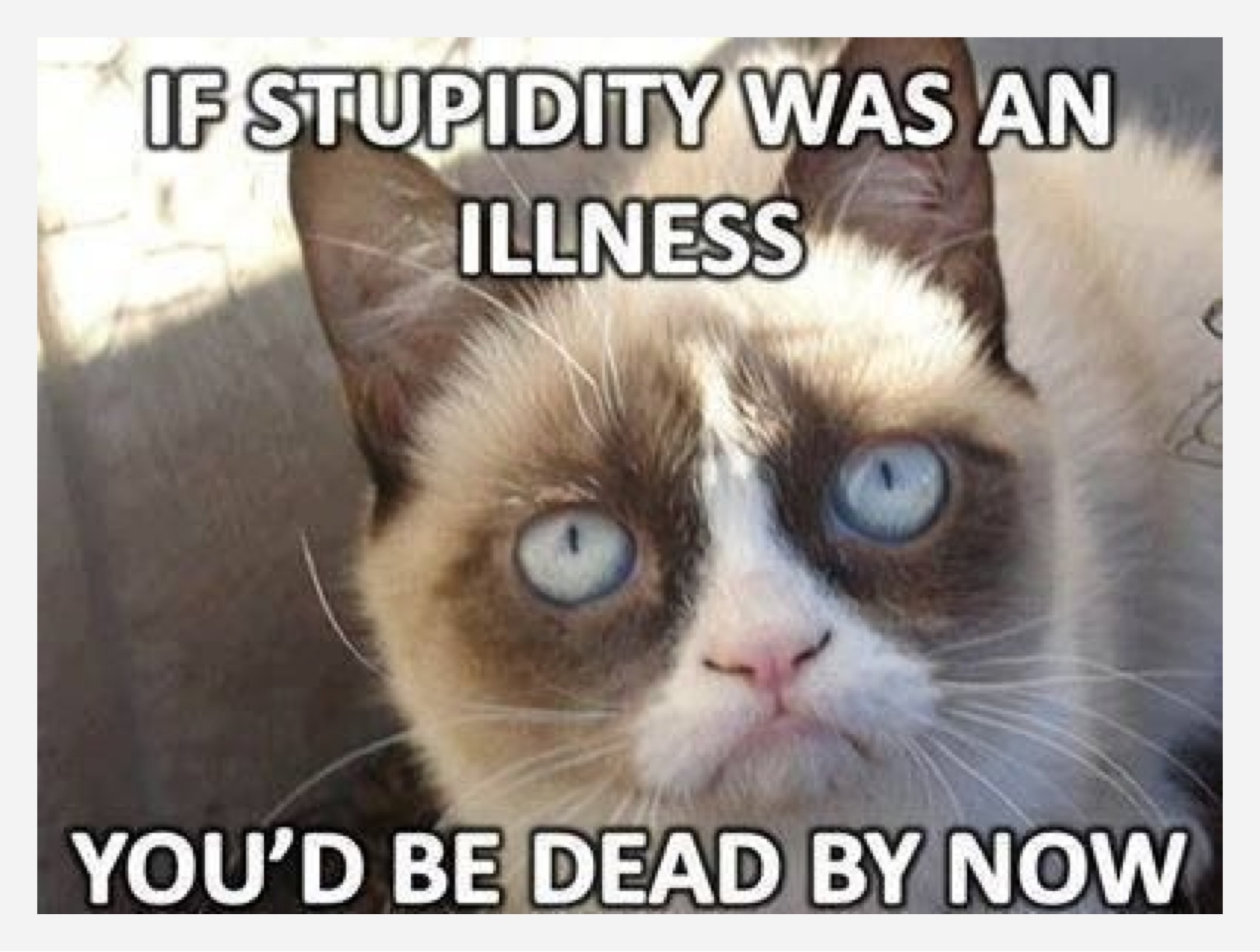 Funny Quotes Grumpy Cat. QuotesGram