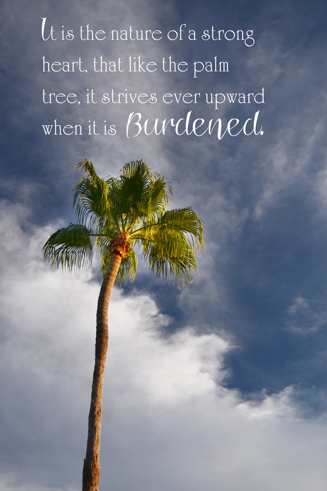 Tree Quotes About Life QuotesGram