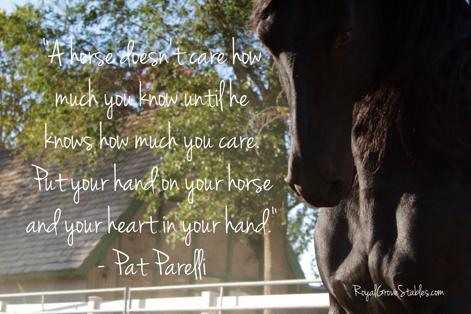 Dressage Horse Quotes. QuotesGram