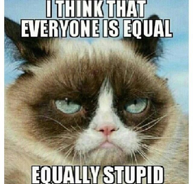 Grumpy Cat Quotes About Work. QuotesGram