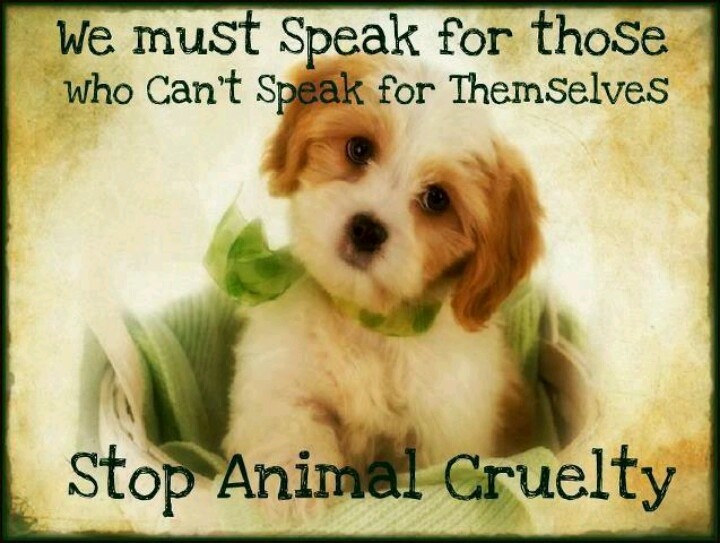 Sayings Quotes About Animal Neglect QuotesGram