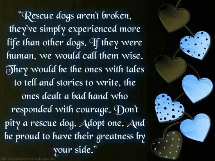 Rescue Dog Poems And Quotes QuotesGram Rescue Dog Poems And Quotes QuotesGram