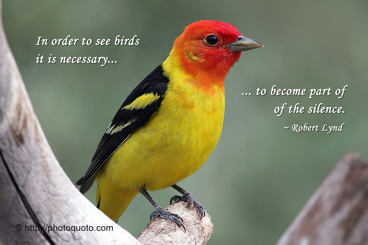 Birdie Quotes QuotesGram birdie-quotes-quotesgram