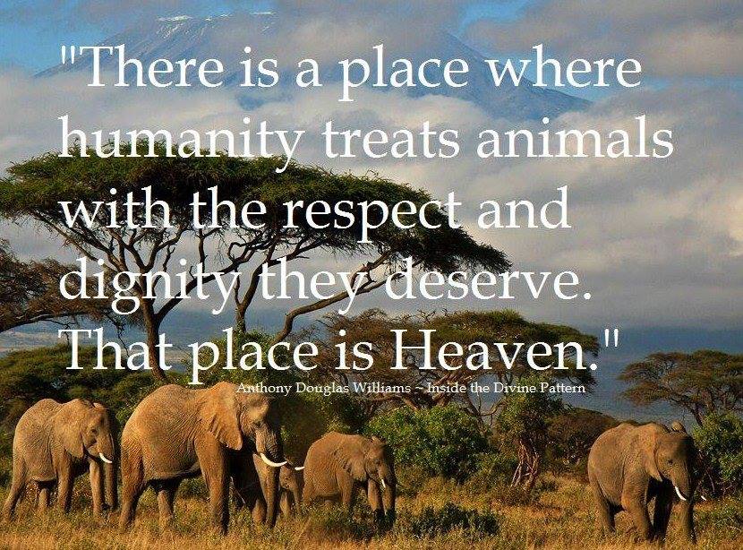 Heaven Quotes And Animals QuotesGram