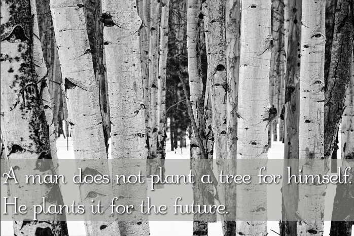 Quotes About Aspen Trees. QuotesGram