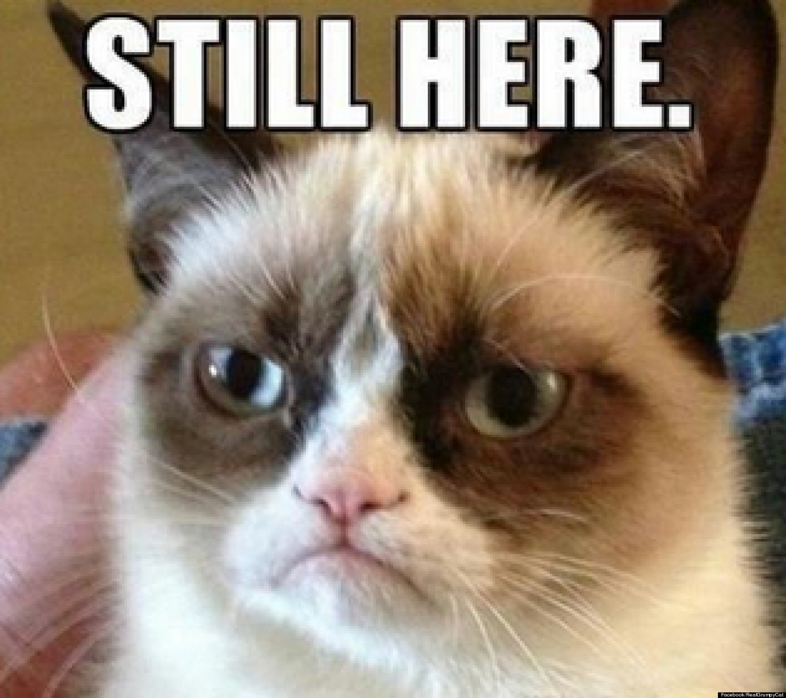 Grumpy Cat Quotes For Facebook. QuotesGram