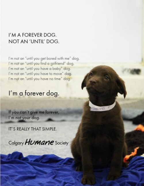 Dog And Owner Quotes QuotesGram