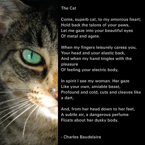 Cat Poems And Quotes Quotesgram