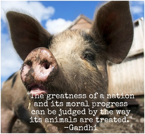 Animal Welfare Quotes QuotesGram animal-welfare-quotes-quotesgram