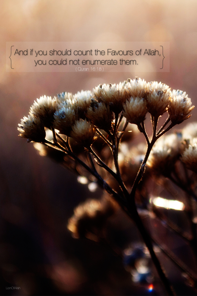 Muslim Bible Quotes. QuotesGram