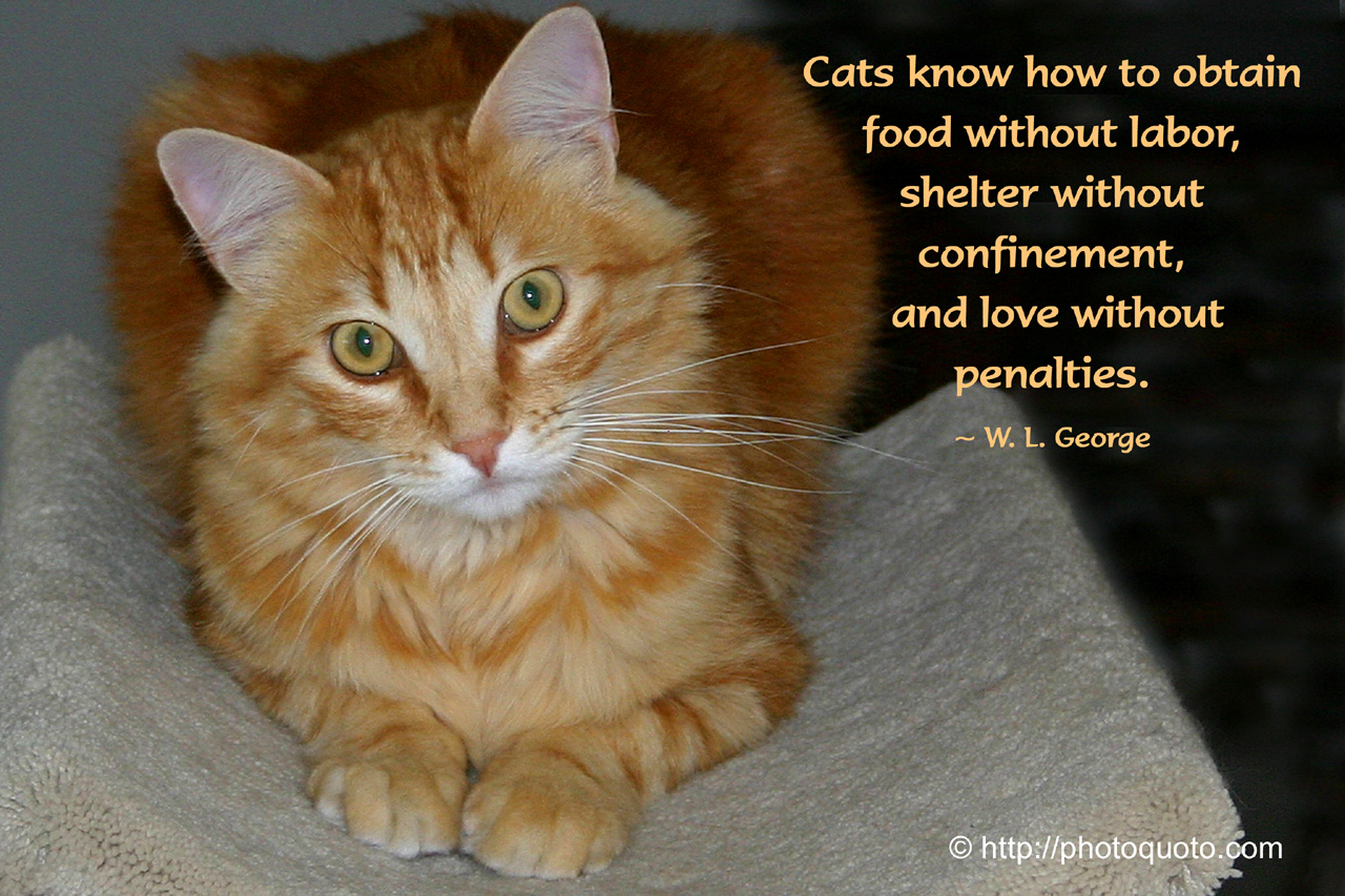 Cat Love Quotes QuotesGram