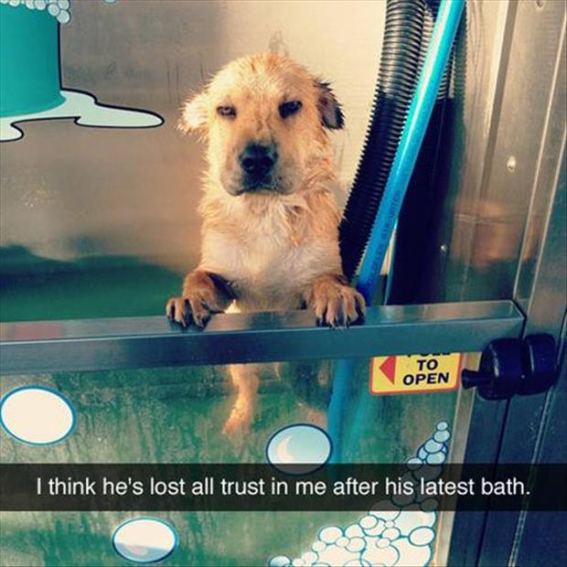 Bath Funny Dog Quotes QuotesGram bath-funny-dog-quotes-quotesgram