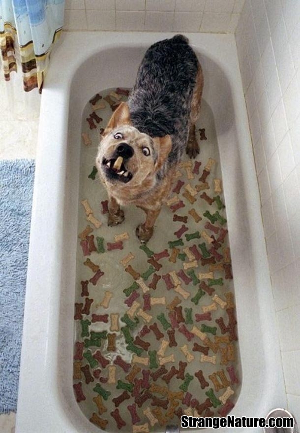 Bath Funny Dog Quotes QuotesGram