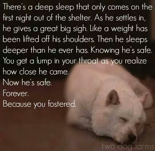 Quotes About Adopting Animals QuotesGram