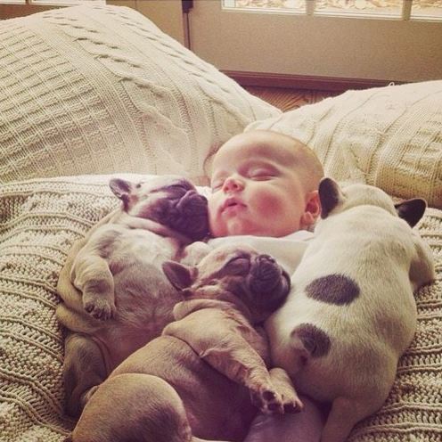 Puggle Friday Quotes. QuotesGram