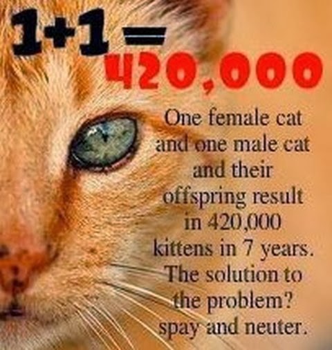 Cat Adoption Quotes. QuotesGram