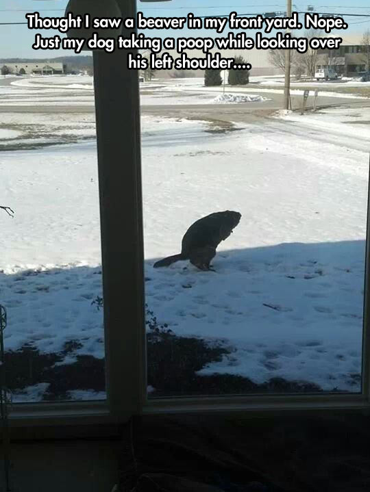 Funny Quotes About Dog Poop QuotesGram Funny Quotes About Dog Poop QuotesGram
