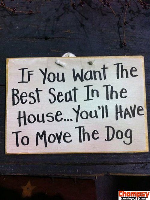 Dog Grooming Funny Quotes QuotesGram