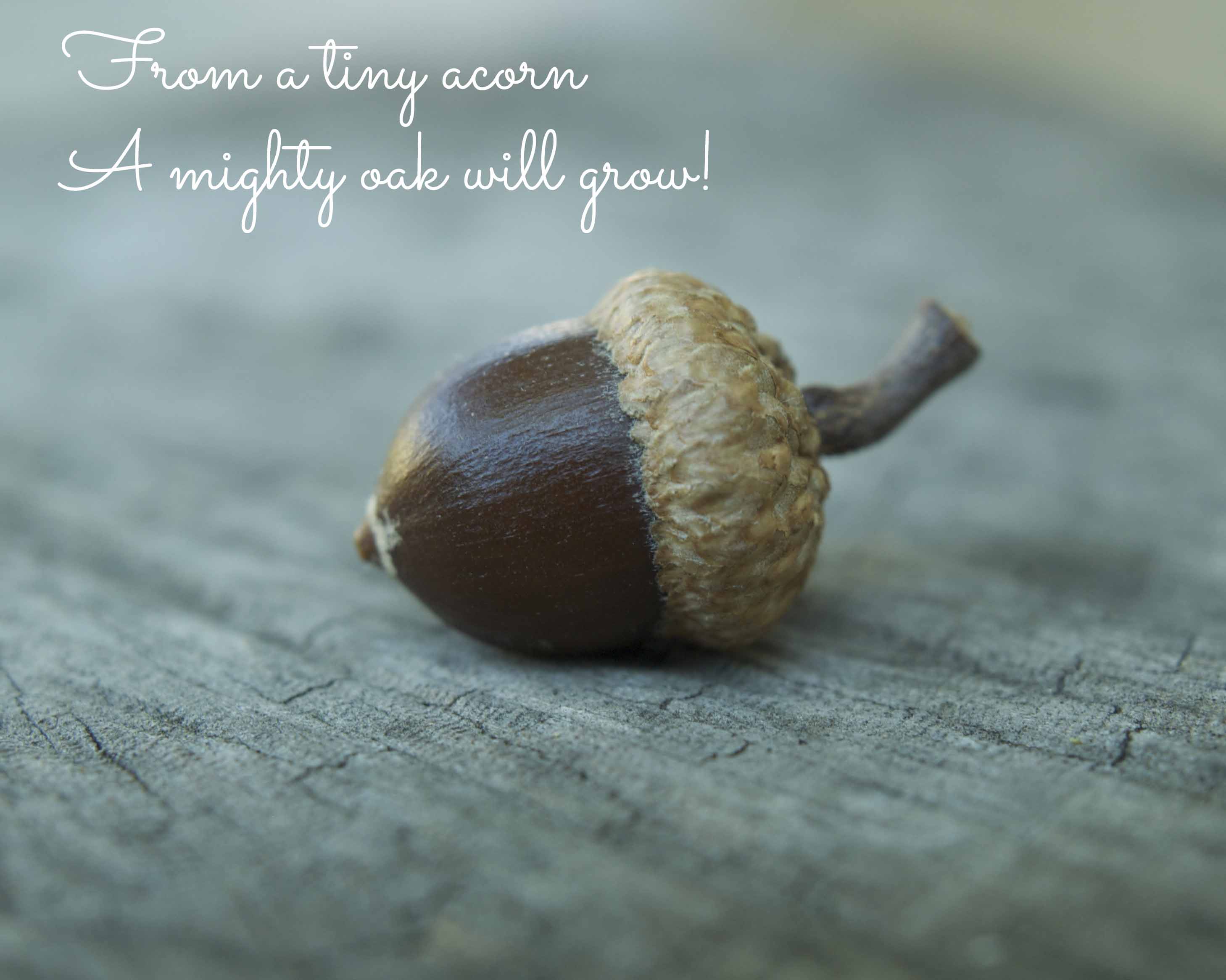 Acorn Quotes. QuotesGram