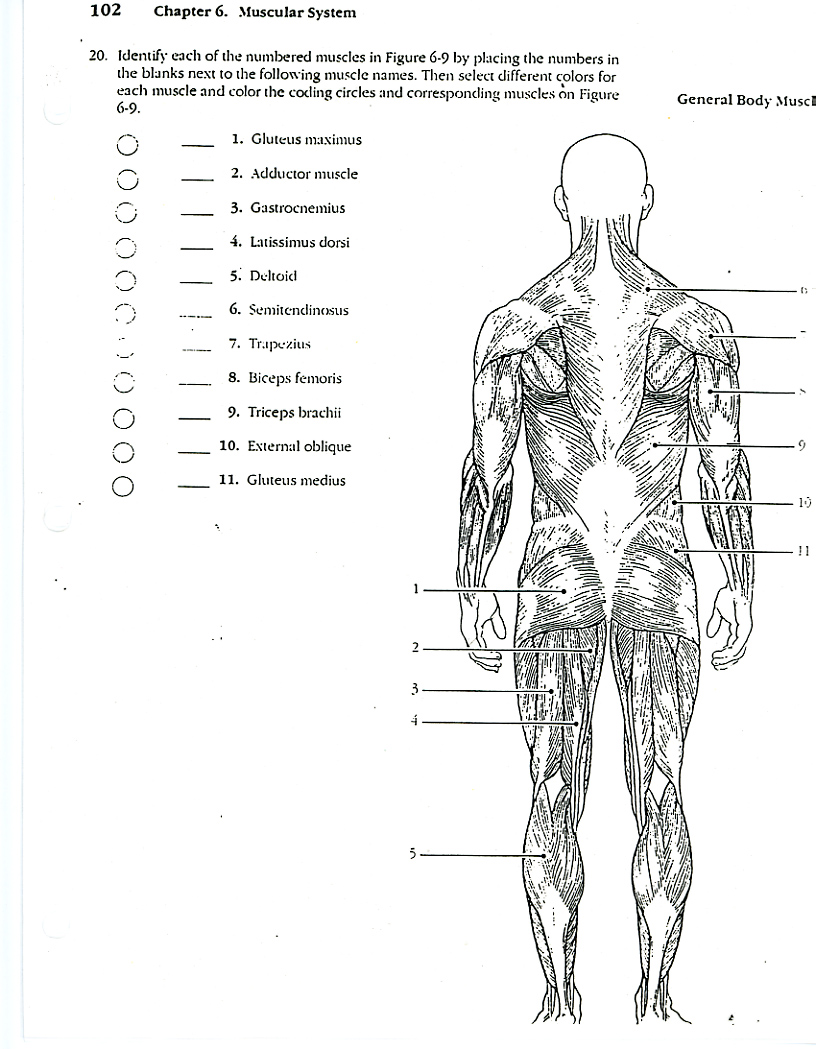 Anatomy Muscle Worksheet Coloring Pages Anatomy Muscle Worksheet Coloring Pages